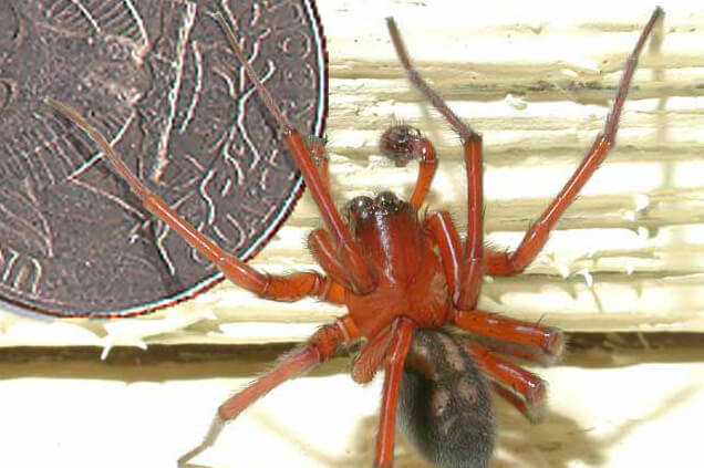 Myth: You give spider size in coins | Burke Museum