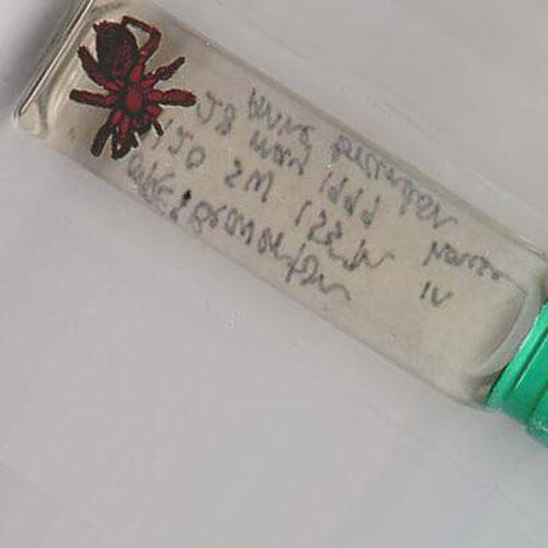 Myth: Mail a dead spider in an envelope | Burke Museum