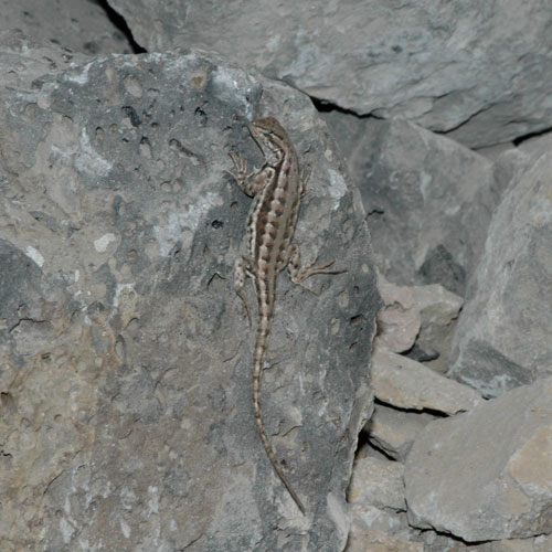 Common Sagebrush Lizard | Burke Museum