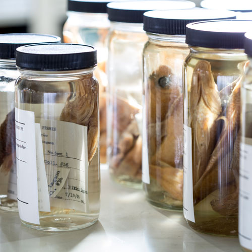 Contact Ichthyology | Burke Museum