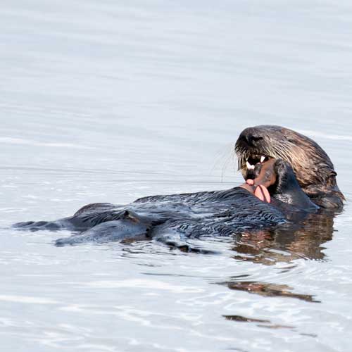 Otters, Tools, and Teeth: A success story | Burke Museum