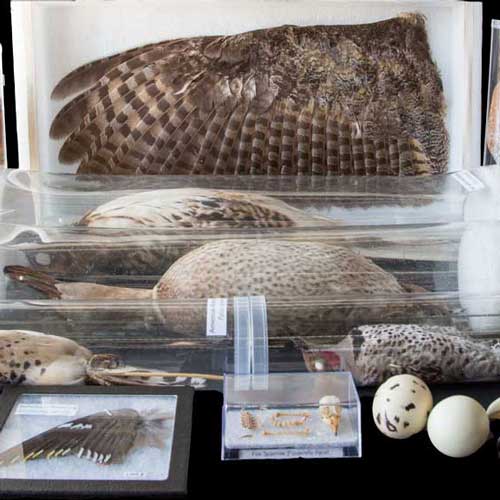 Birds | Burke Museum