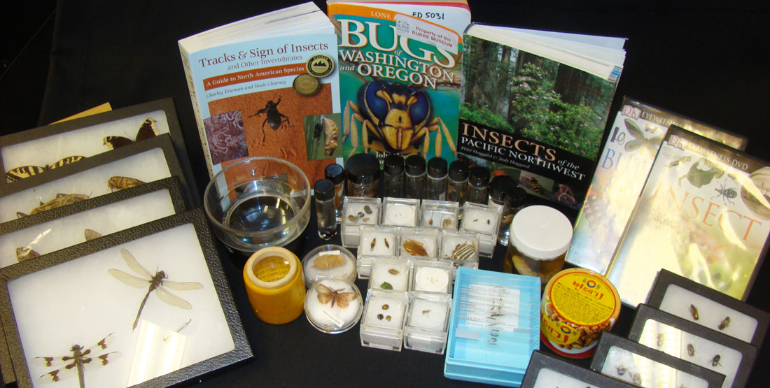 Insects & Arthropods | Burke Museum