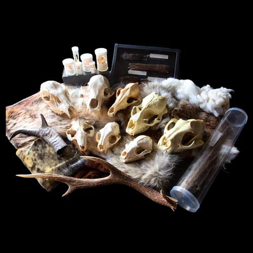 Mammals | Burke Museum