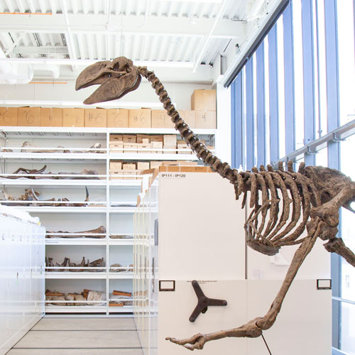Vertebrate Paleontology Team & Contact | Burke Museum