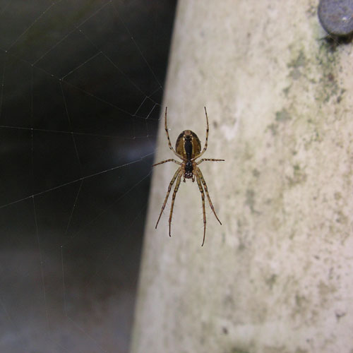 Welcome to the World of Spiders | Burke Museum