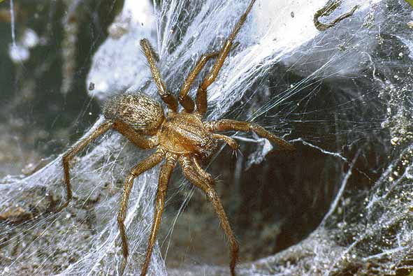 Female Hobo Spider